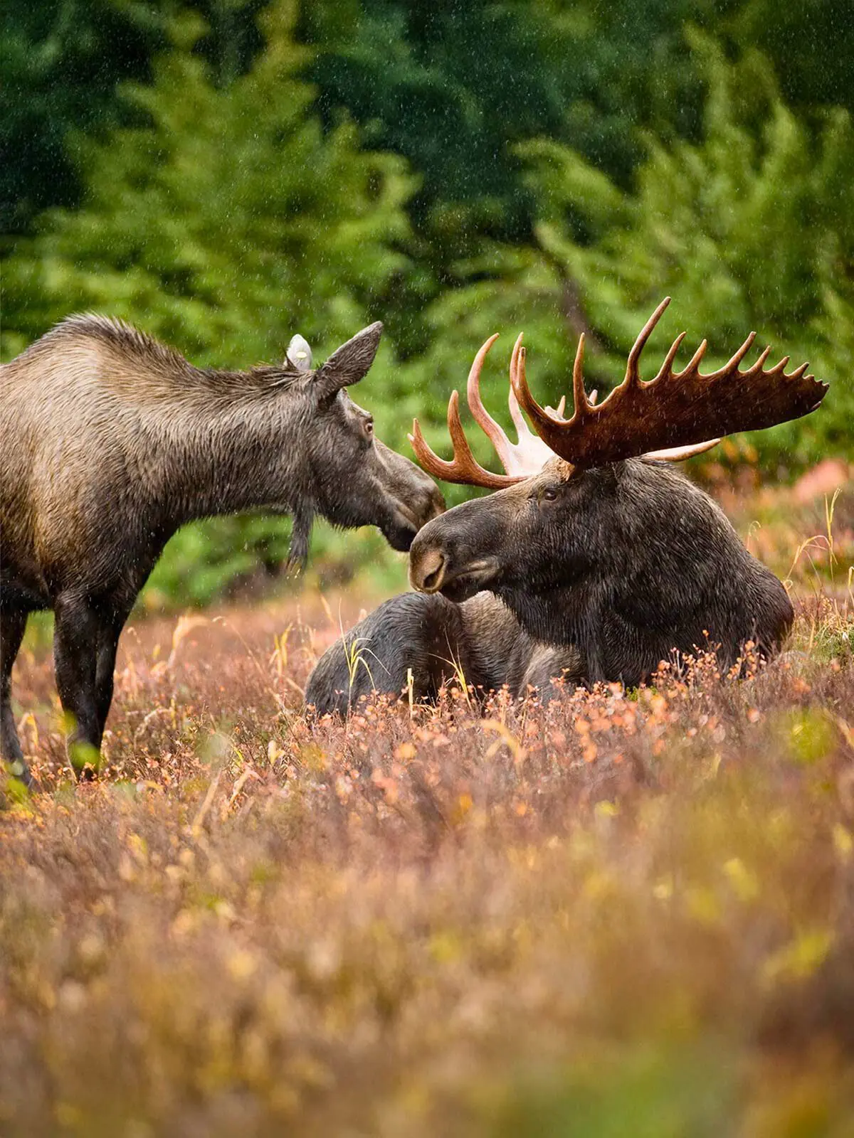 The plural of moose: Unpacking language quirks and wildlife facts ...
