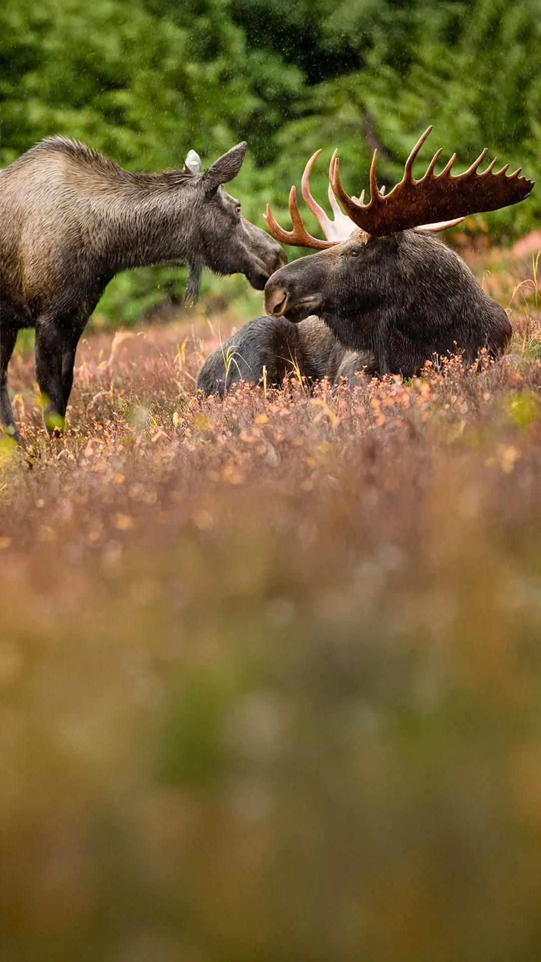 Moose Kissing A Goose Picture